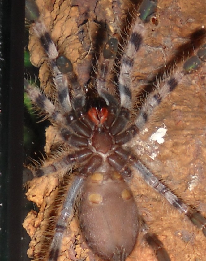 P formosa Slings! | Arachnoboards