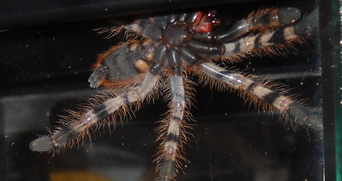 P formosa Slings! | Arachnoboards