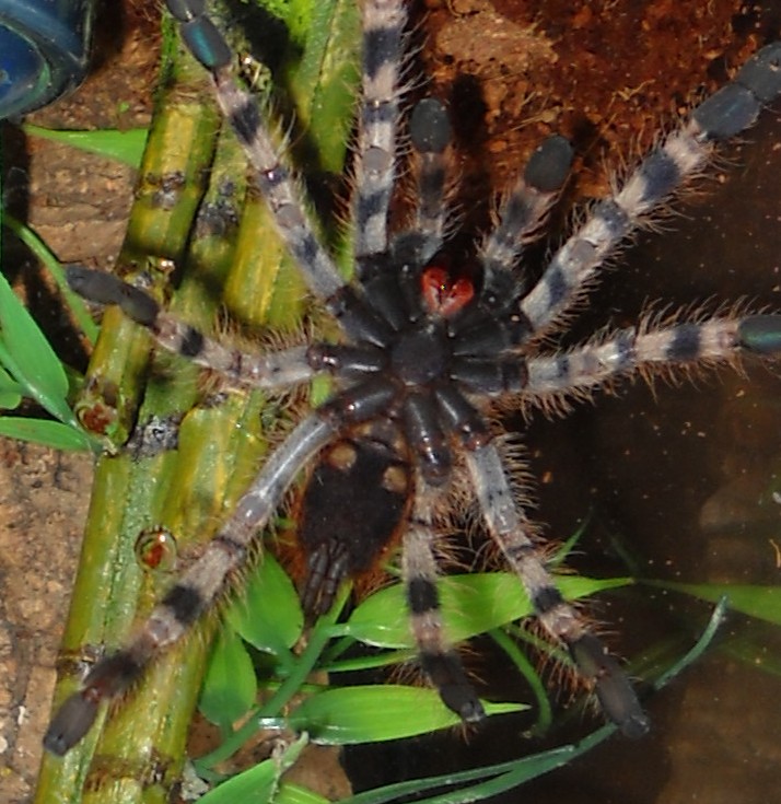 P formosa Slings! | Arachnoboards