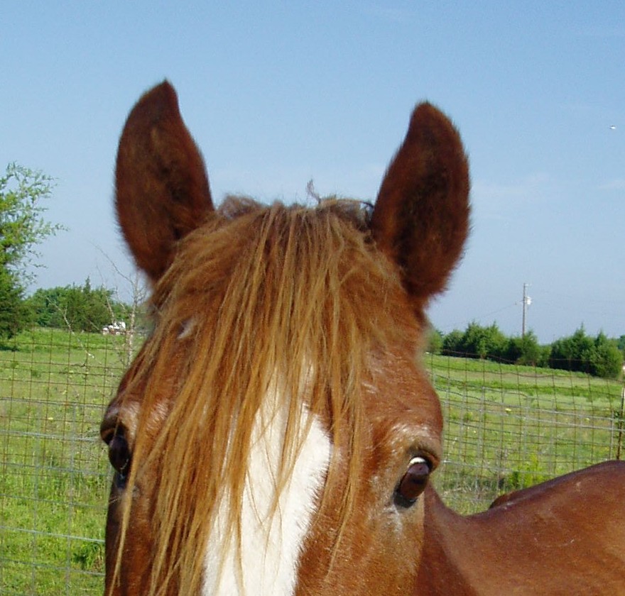 Long Ears - Ear Shapes Cont
