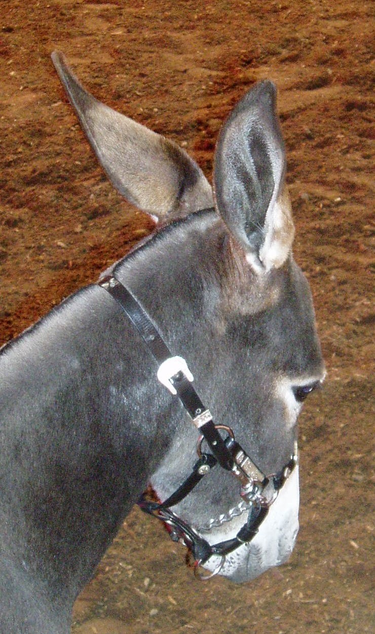 Long Ears - Ear Shapes Cont