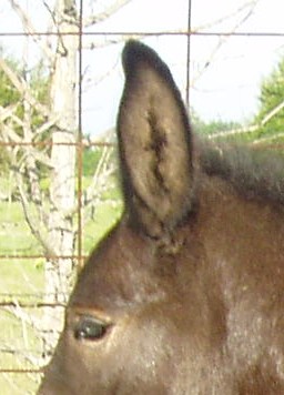 Ears What it's About