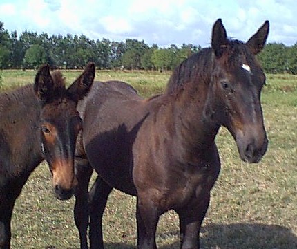 Ears What it's About