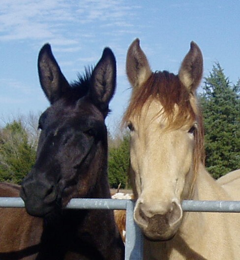 Ears What it's About