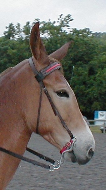 Long Ears - Ear Shapes Cont