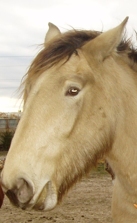 Ears What it's About